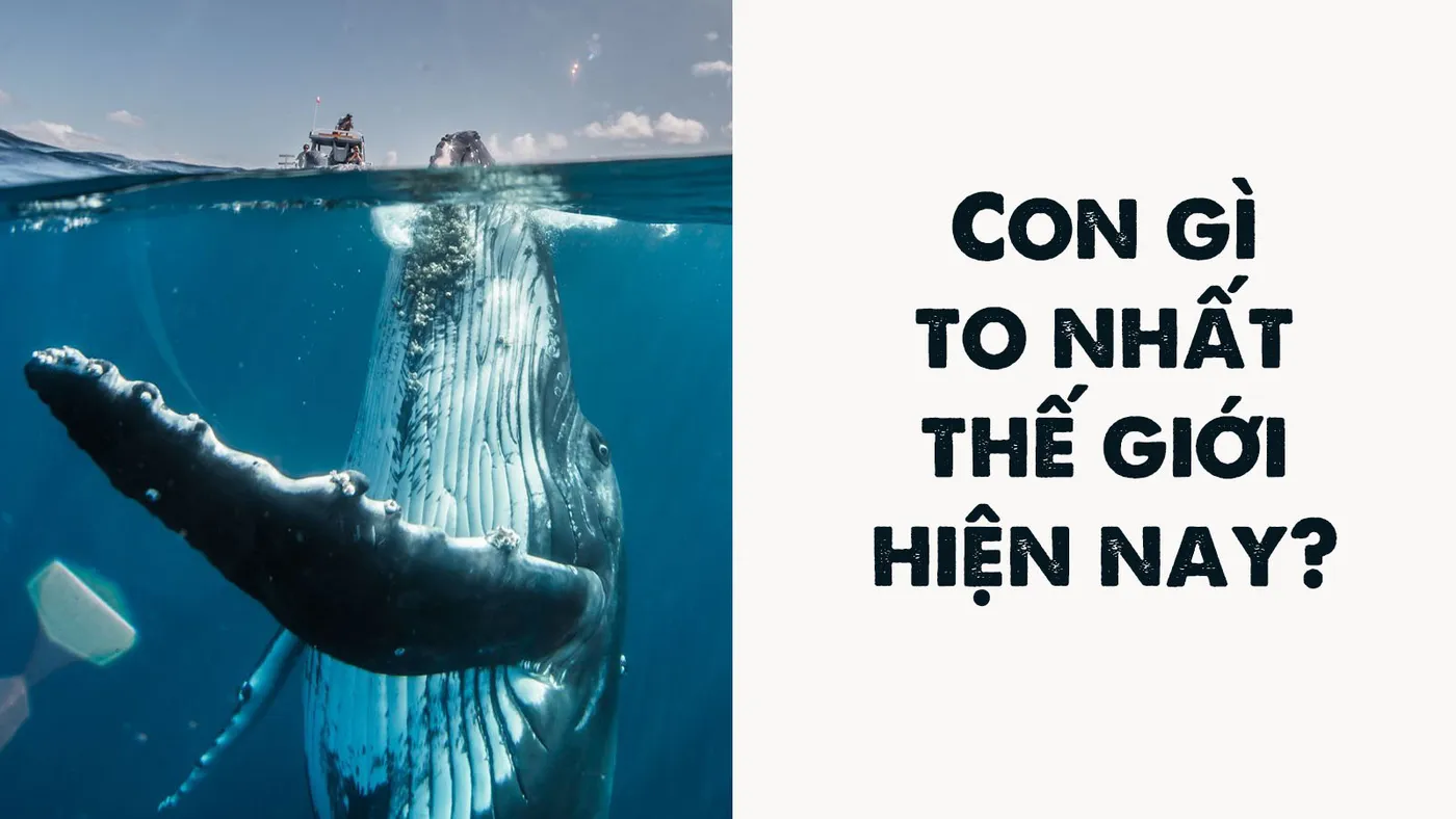 Tổng hợp những con chó xấu nhất thế giới